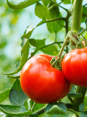 Home - Food Depot's Georgia Tomato