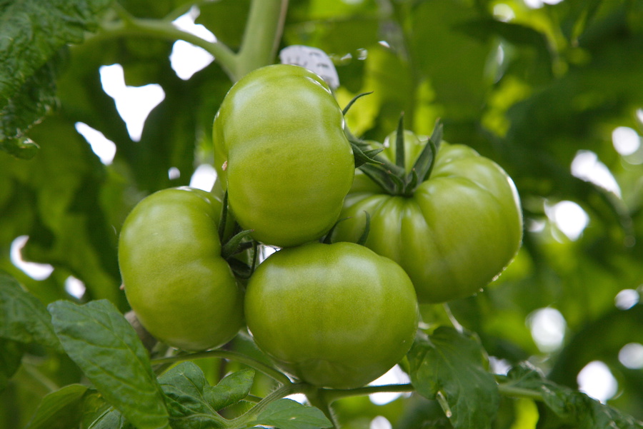 Home - Food Depot's Georgia Tomato