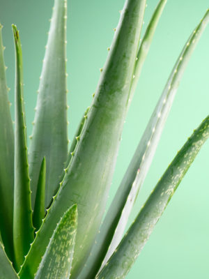 Home - Food Depot's Georgia Tomato